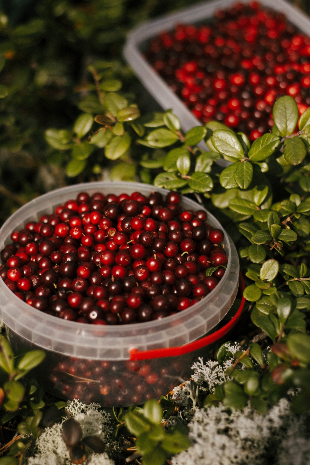 Best 10 Winter Fruits You Can Find in December - Fruity Desserts