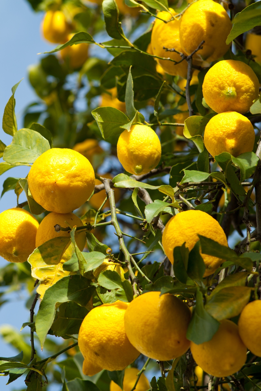 Best 10 Winter Fruits You Can Find in December - Fruity Desserts