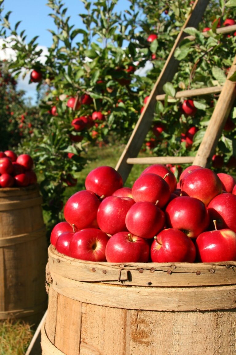 Best 10 Winter Fruits You Can Find in December - Fruity Desserts