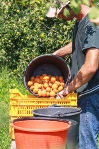 10 Top Spring Fruits You Can Find - Fruity Desserts